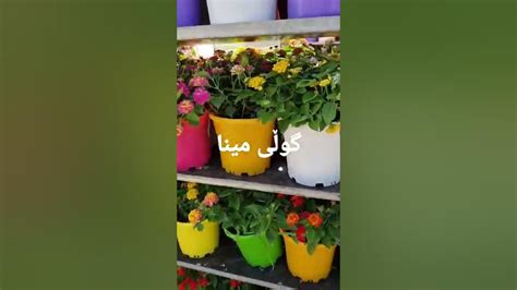 گوڵی مینا Youtube