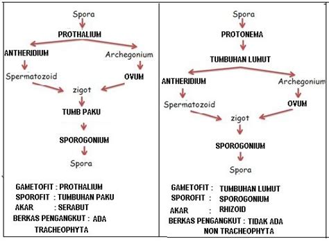 Gambar Siklus Hidup Tumbuhan Paku Dan Lumut Gambar Gambar Tumbuhan