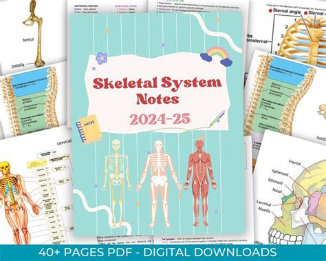 Skeletal System Notes 45 Pages With Cheat Sheet Intro To Skeletal System Skeleton Anatomy