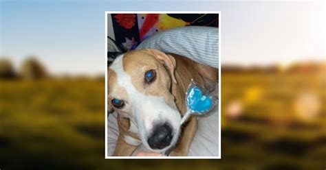 Princess Kelley Obituary 2022 Columbia Pet Cremation Center
