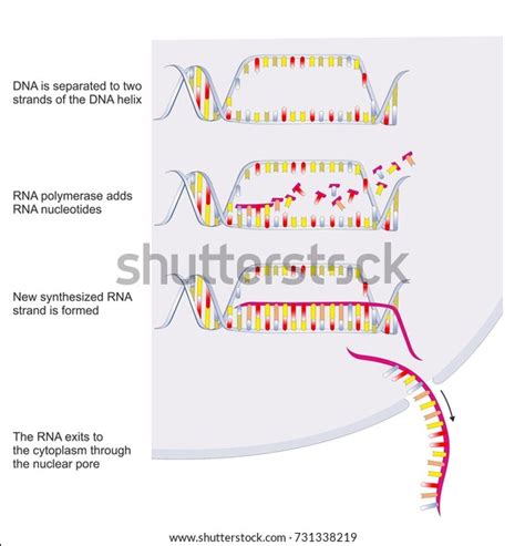 Double Stranded Dna Copied Into Single Stock Illustration 731338219 Shutterstock