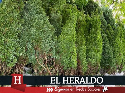 El Heraldo De Tuxpan Comienza La Venta De árboles De Navidad