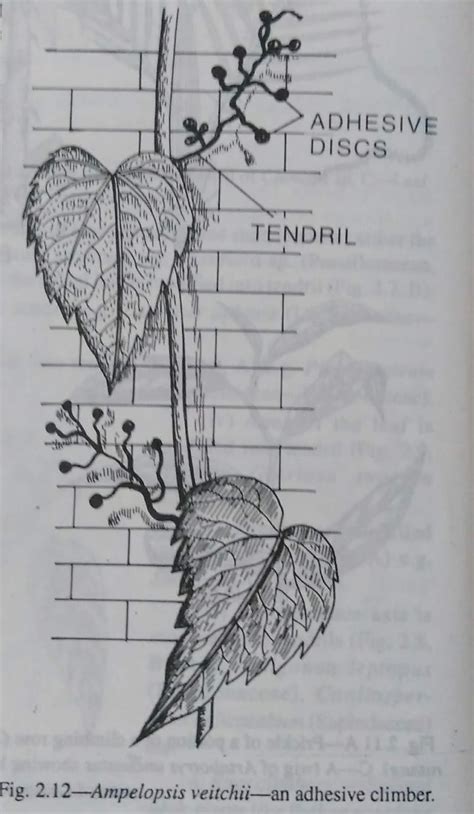 Stems Kinds Of Stems Strong Stems Weak Stems Digieduco