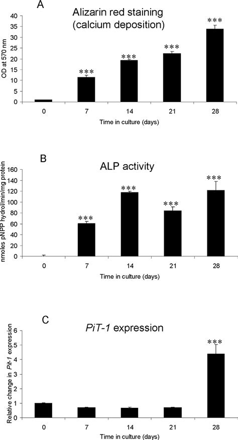 Figure 1 From The Appearance And Modulation Of Osteocyte Marker