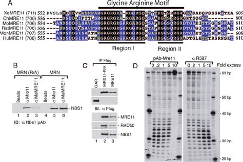 A Comparison Of Amino Acid Sequences Encompassing The Mre11 Gar