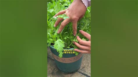 花盆种菜，选择种一次能多茬采收的蔬菜种植，这个中叶茼蒿就很合 花盆种菜，选择种一次能多茬采收的蔬菜种植，这个中叶茼蒿就很合适好吃又好管理