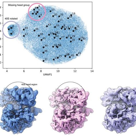Cryodrgn Reconstruction Of Heterogeneous Cryo Em Structures Using