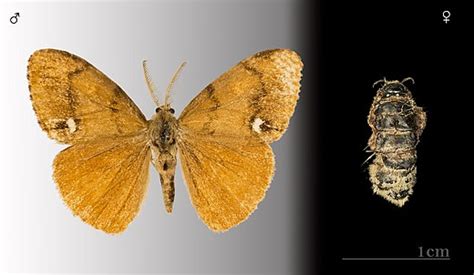 Sexual Dimorphism Wikipedia