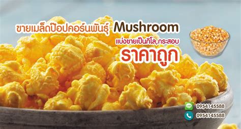 ขายส่งเมล็ดข้าวโพด พันธุ์mushroom ราคาถูก Bangkok