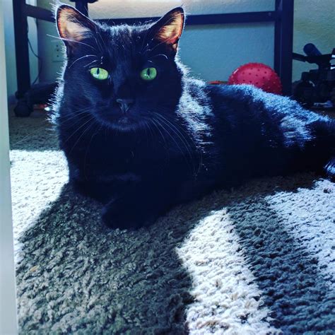 His Name Is Rabbit Imgur