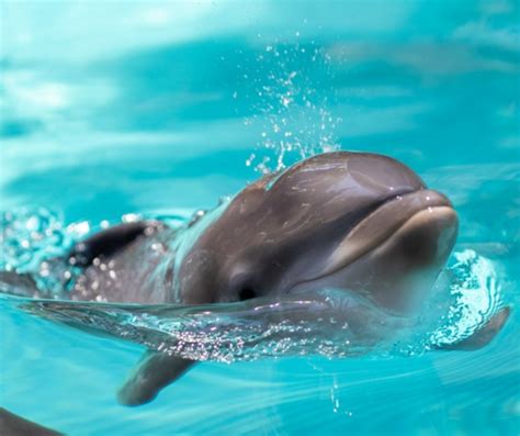 Dahlia Dc Captive Cetaceans Wiki Fandom