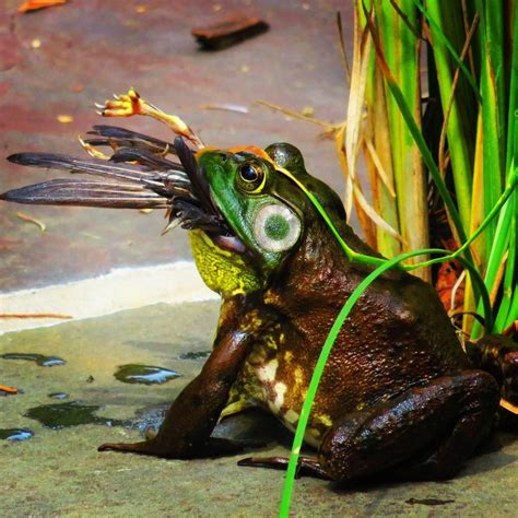 Frog Eats Bird