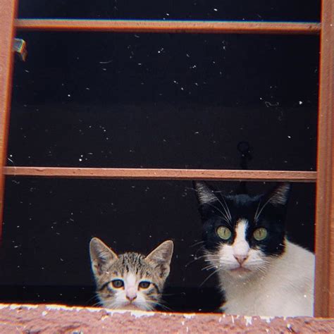 mon laferte у апликацији Instagram Los vecinos quieroungatitobebe