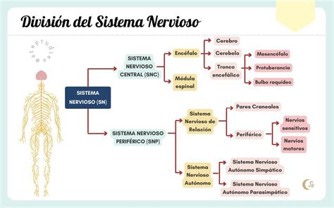 Compagno Allevamento Trasporto Division Del Sistema Nervioso Central