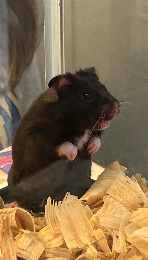 1st Hammyno Name Yet Gotta See What Sex Islove It Rhamsters