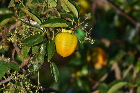 100 무료 가을 감 And 감 이미지 Pixabay