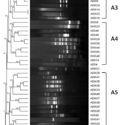Dendrogram Showing Rapd Profiles Of P Aeruginosa A1 A7 Represents