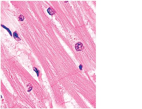 Cardiac Muscle Diagram Quizlet