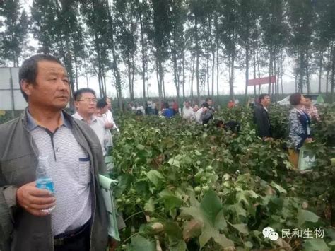 民和“新壮态”棉花示范项目验收及现场观摩会（曲周站）