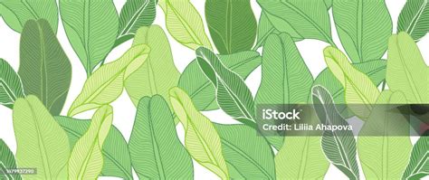 녹색 바나나 잎이 흰색 배경에 격리된 벡터 열대 그림 장식 표지 배경 배경 화면 엽서 꽃 식물에 대한 스톡 벡터 아트 및 기타 이미지 Istock