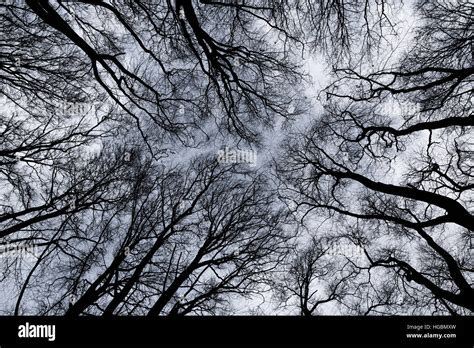 Branches Tree Winter Without Leaves Hi Res Stock Photography And Images Alamy