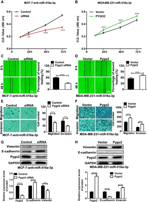 Mir‐516a‐3p Inhibits Cell Proliferation Migration Invasion And Emt By