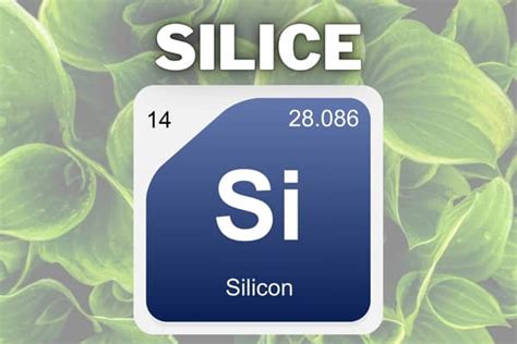 Silice