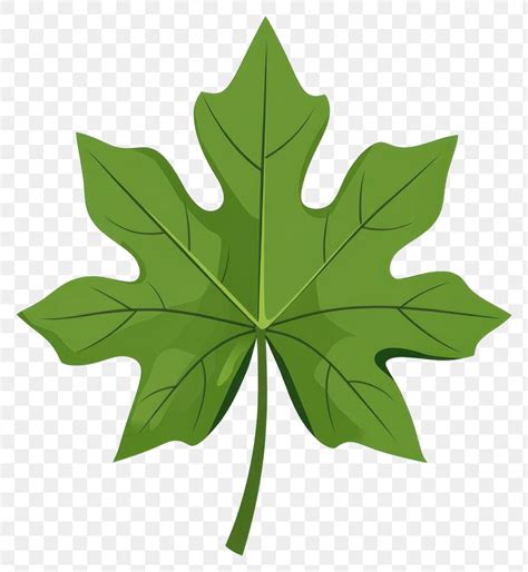 Png Green Spatulate Leaf Illustration Free Png Rawpixel