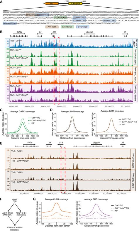 Neuroprotective Protein Adnp Dependent Histone Remodeling Complex