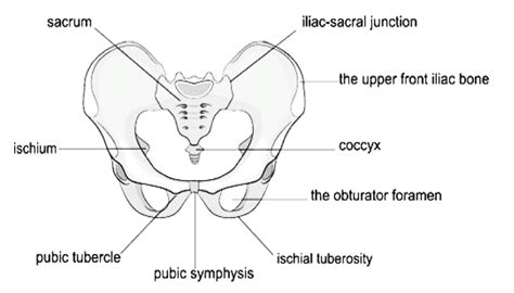 Draw A Neat Labeled Diagram Of Pelvic Girdle
