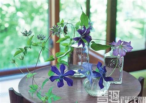 辯色識香普洱生茶的泡前必修課一 每日頭條