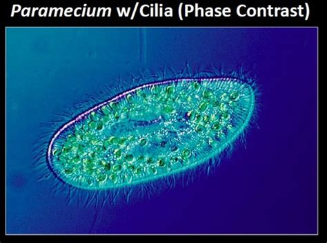 biol 2051 structure and function flashcards quizlet