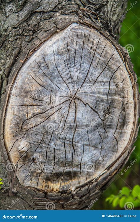 Tree Trunk Cross Section Stock Photo Image Of Textured 146485480