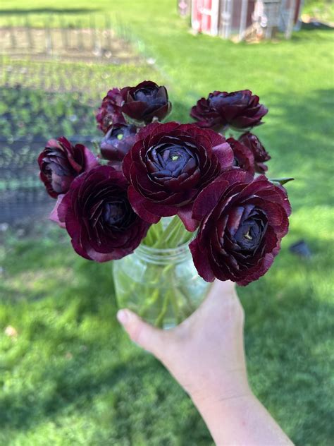 Ranunculus Flower Meaning Youthful Beauty And Innocence