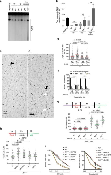 Restart Defects Are A Consequence Of Fork Degradation In Rif1 Deficient
