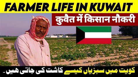 Kuwait Me Kheti Kaise Hoti Hai Farming Jobs And Salary In Kuwait 🇰🇼