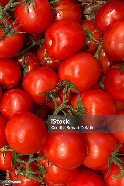 여름 햇살이 내리쬐는 지역 농장에서 갓 수확한 잘 익은 토마토는 생생한 색상과 유기적인 질감을 보여줍니다 건강한 생활방식에 대한 스톡 사진 및 기타 이미지 Istock