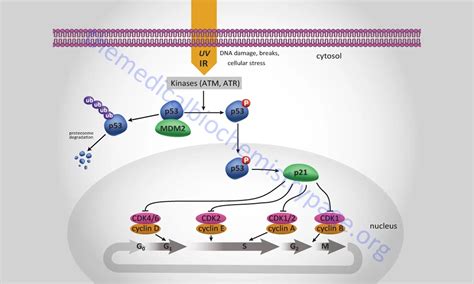 des prenatal exposure transient altered expression of er alpha and
