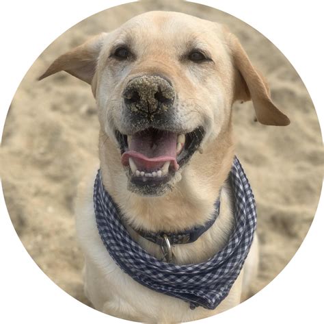 Flash Instinct Dog Behavior And Training