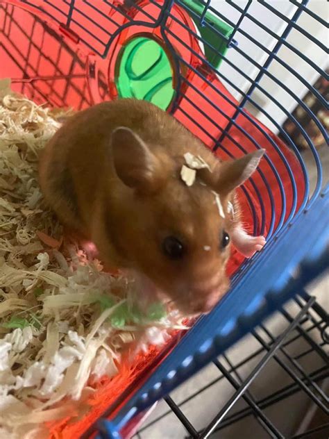 Adopting This Hammie Tomorrow Her Name Is Hocus And Im Considering