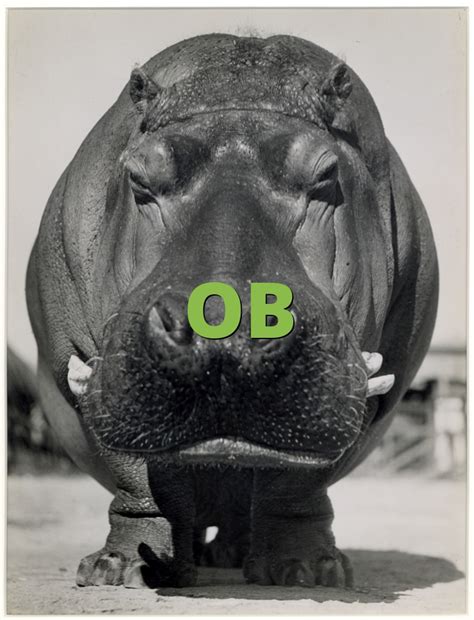 OB Meaning Slang Org