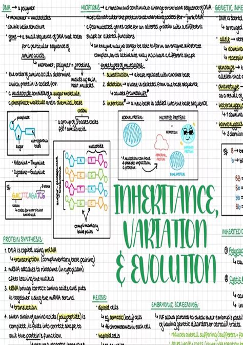 Summary Biology Module 6 — Inheritance Variation And Evolution Science