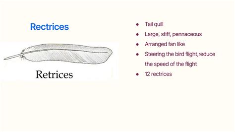 Avian Feathers Note On Structure Of Quill Feathers Types Of Feathers Pdf