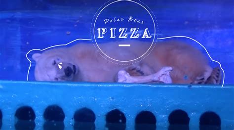 世上最悲傷的北極熊 “pizza” 將重見天日和父母團聚，希望牠永遠不會再回去那玻璃櫃 A Day Magazine