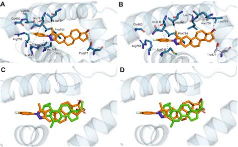 Binding Poses Of 3d In The Ligand Binding Domain Of Ar Pdb 2piv