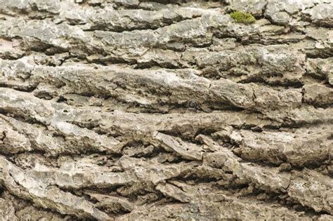 Texture Of A Tree Background Stock Image Image Of Forest Dirty