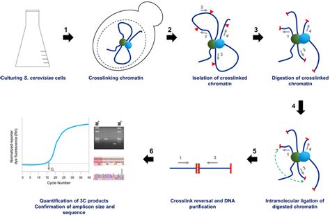 Chromosome Conformation Capture That Detects Novel Cis And Trans Interactions In Budding Yeast