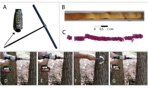 Advanced Workflow For Taking High Quality Increment Cores New