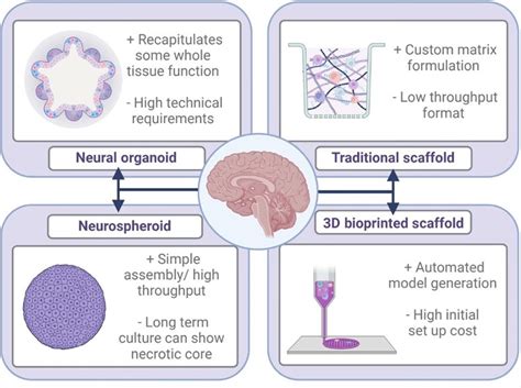 3d Model Of Neural Deformation For Drug Discovery Creative Bioarray