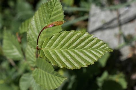 Premium Photo Part Of A Tree And Leaves As Background Texture